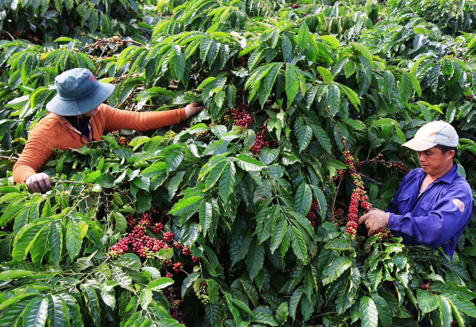 Kỹ Thuật Tỉa Cành Tạo Tán Cho Cây Cà Phê Nhà Nông Xanh